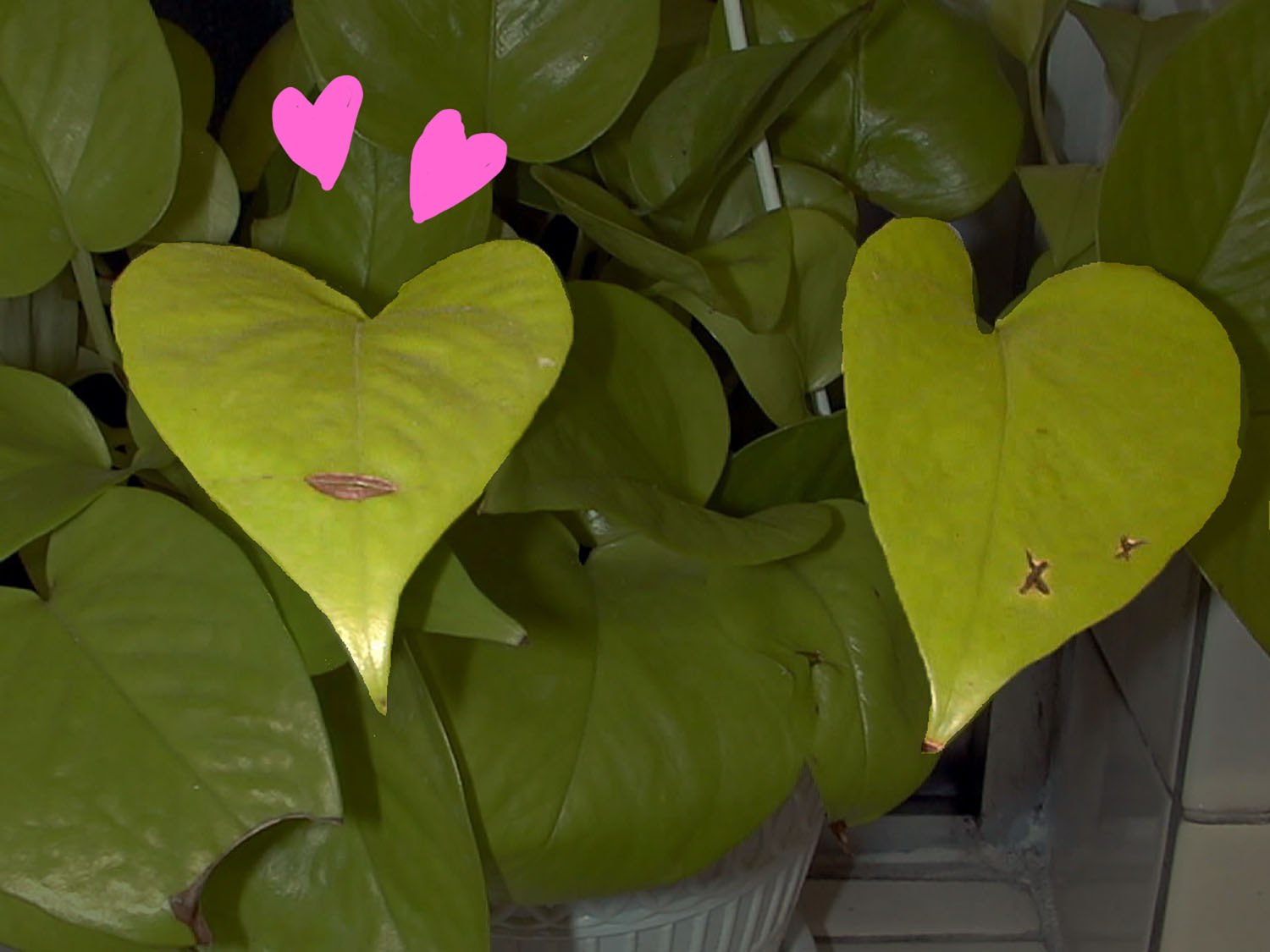 【デザイン】人面植物が人生を語る | 佐々木商店